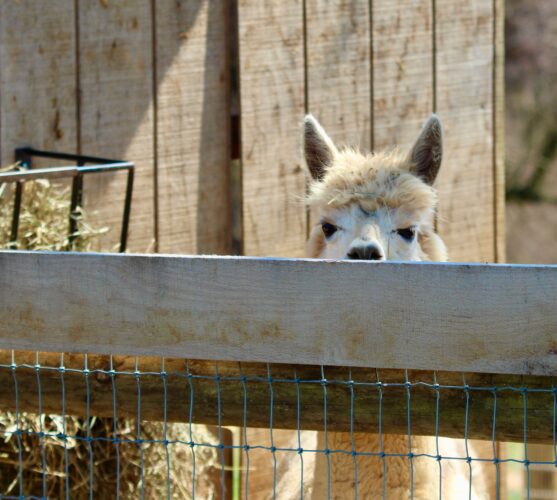 Alpaca Farming for Fun and Profit – Mother Earth News